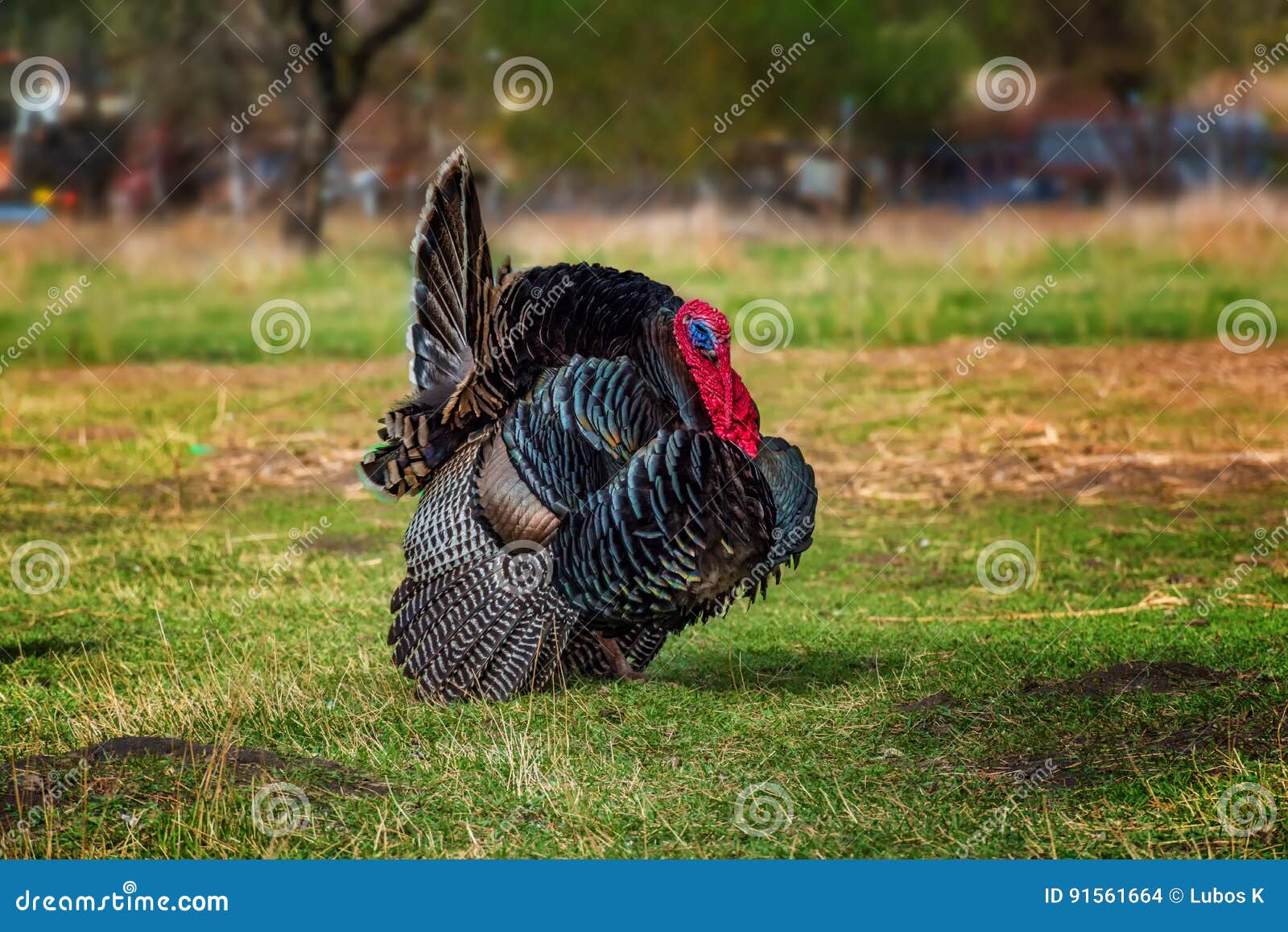 Turkey stock photo. Image of turkey, colour, summer, nature - 91561664