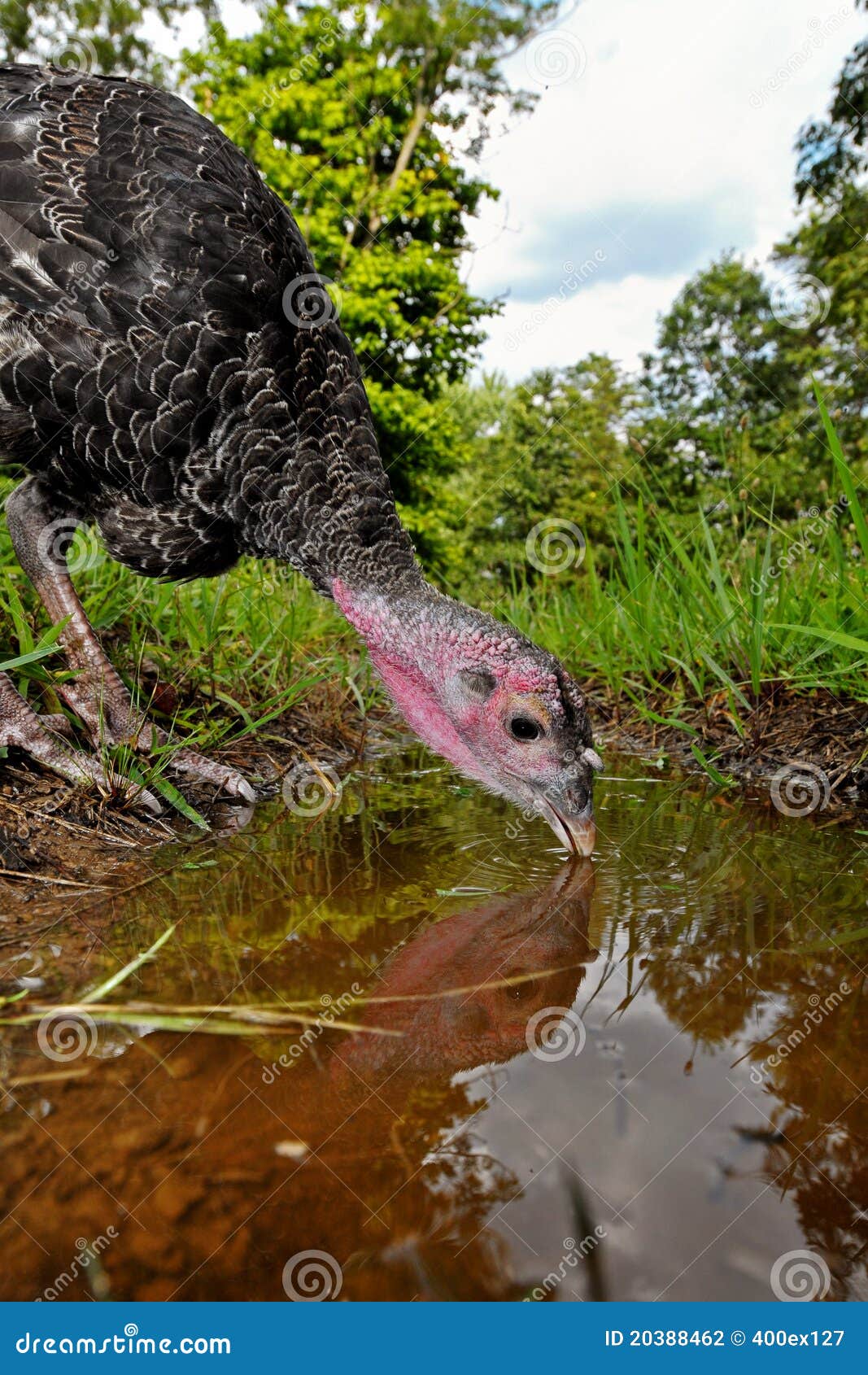 Turkey drinking stock photo. Image of woods, field, wild - 20388462