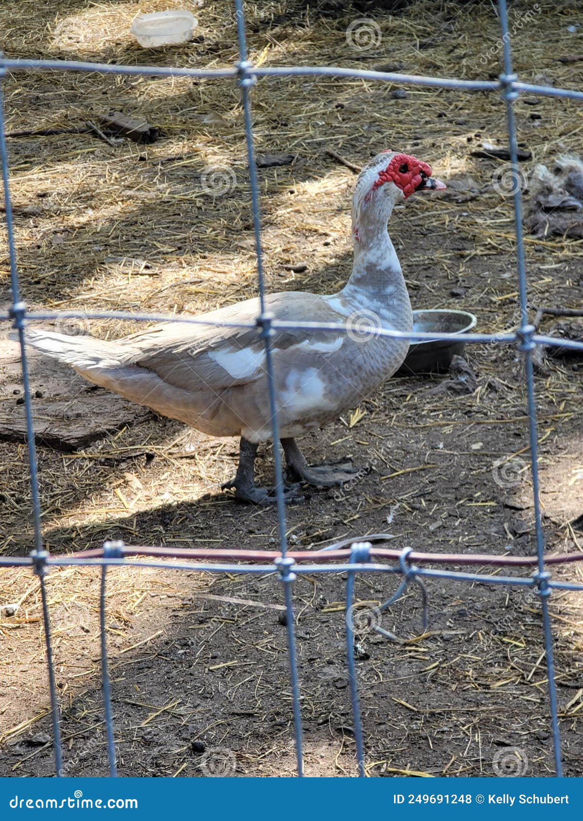 Turkey Duck Morph Missouri stock photo. Image of wood - 249691248