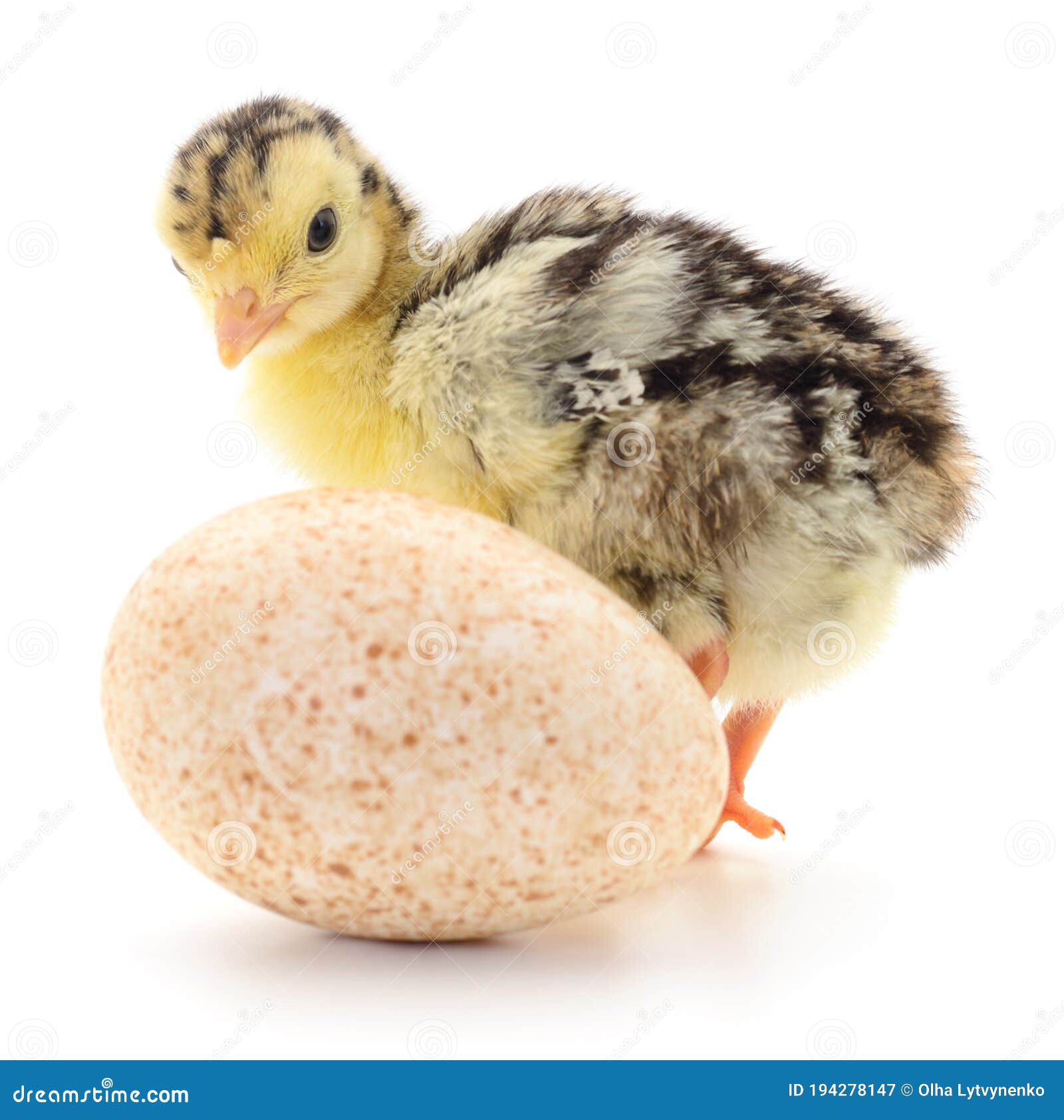 Turkey and egg stock image. Image of color, newborn - 194278147