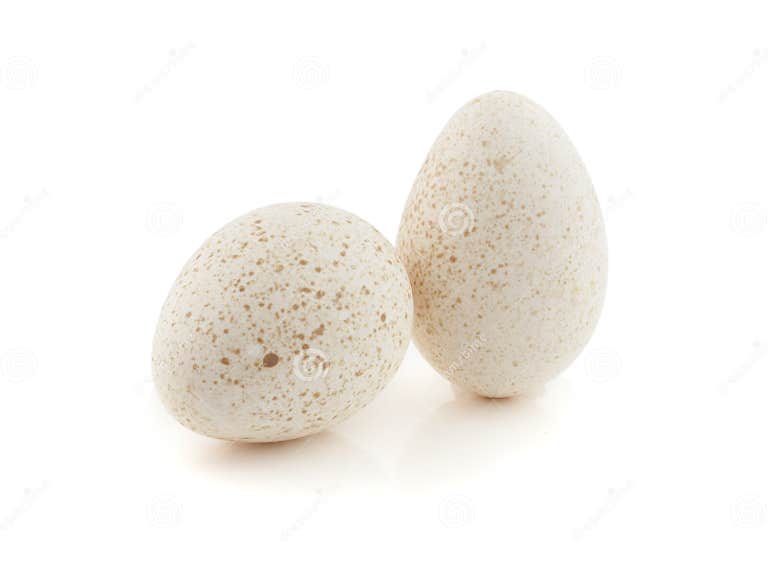 Turkey eggs stock image. Image of natural, shell, easter - 59036619