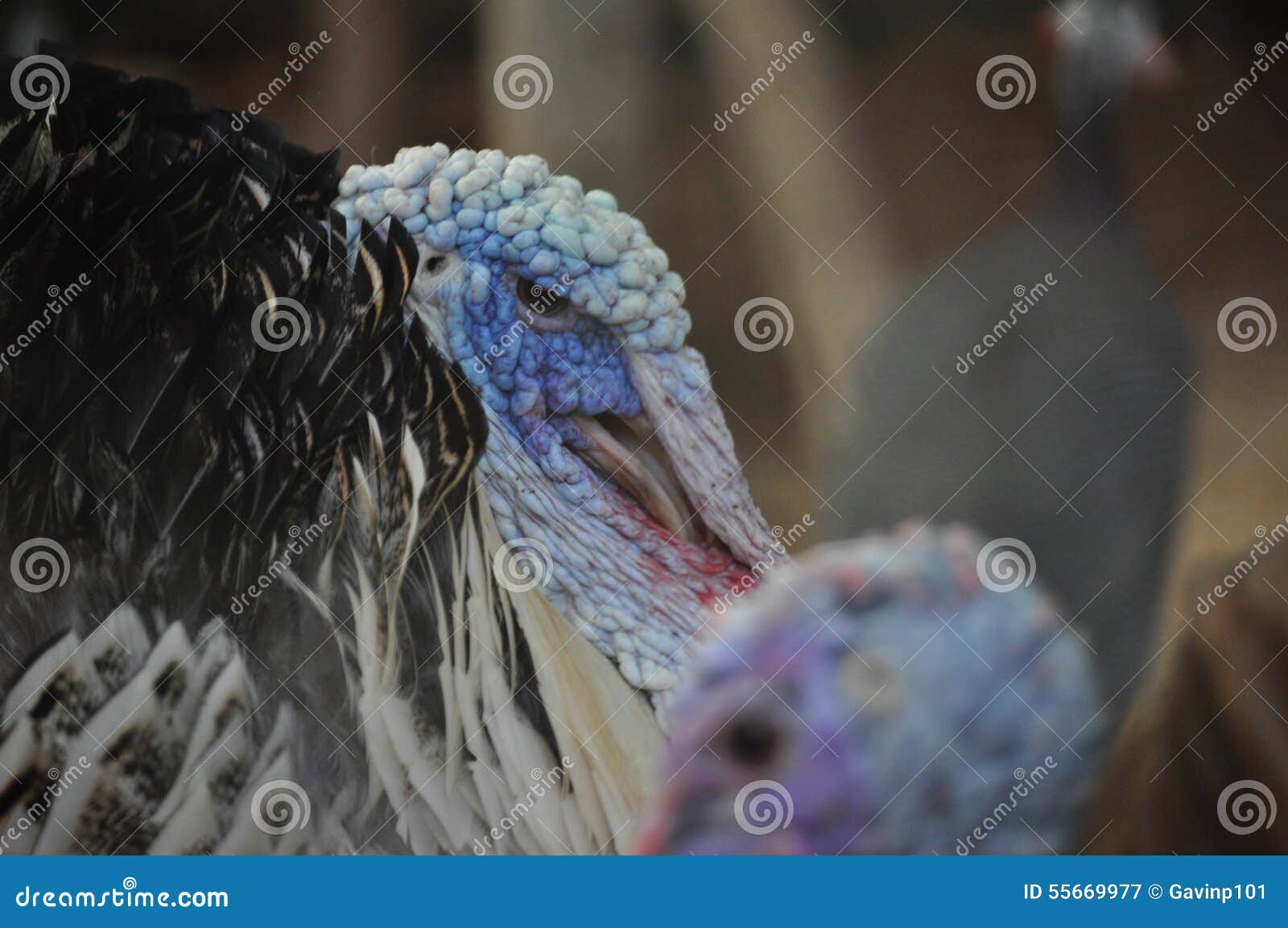 Turkey face stock image. Image of farm, face, stare, thanks - 55669977