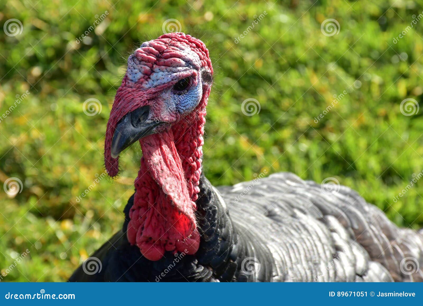 Turkey face , close up. stock image. Image of chrismas - 89671051