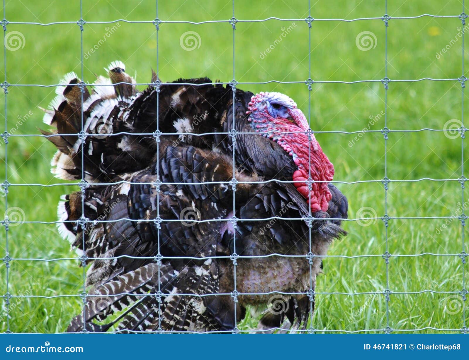Turkey face stock image. Image of dinner, face, wattle - 46741821