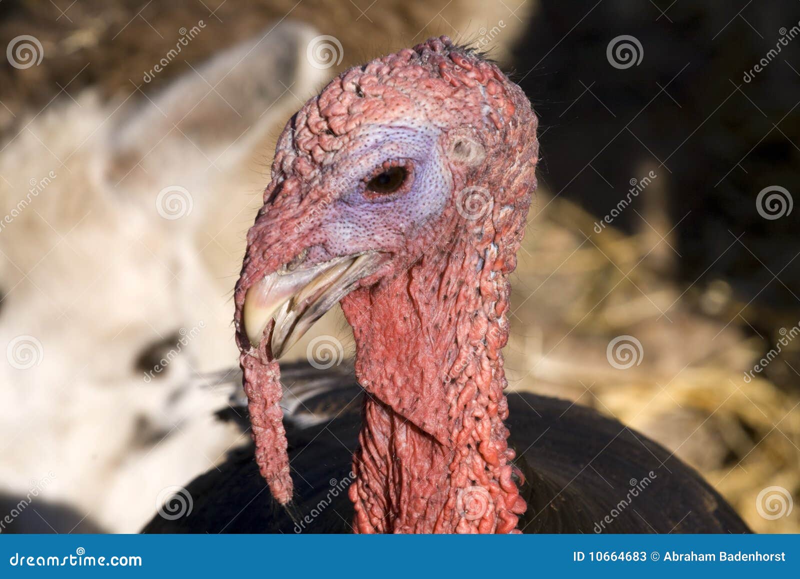 A turkey on a farm stock image. Image of pink, wild, domestic - 10664683