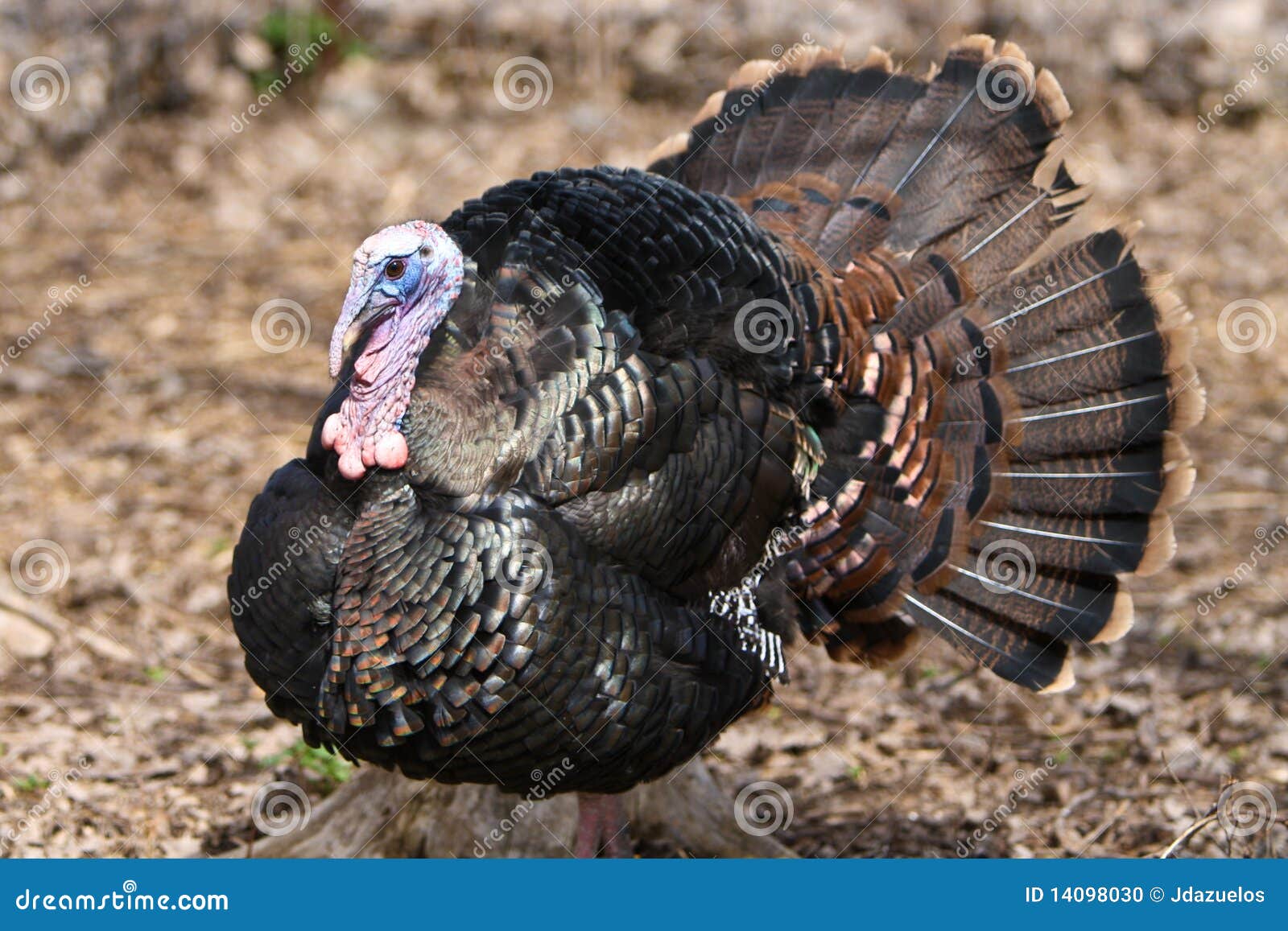 Turkey On A Farm , Breeding Turkeys. White Turkey Portrait. Flock Of ...