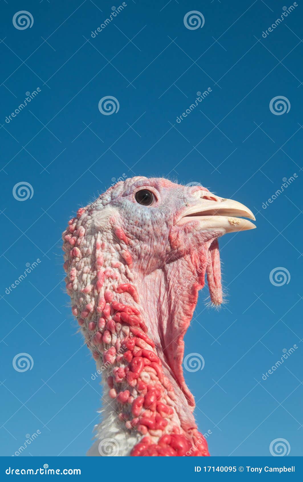 Turkey on a farm stock image. Image of farm, production - 17140095