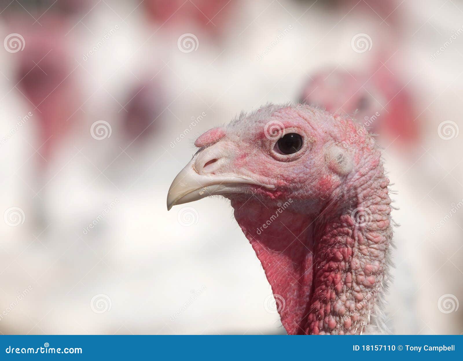 Turkey on a farm stock photo. Image of beak, livestock - 18157110