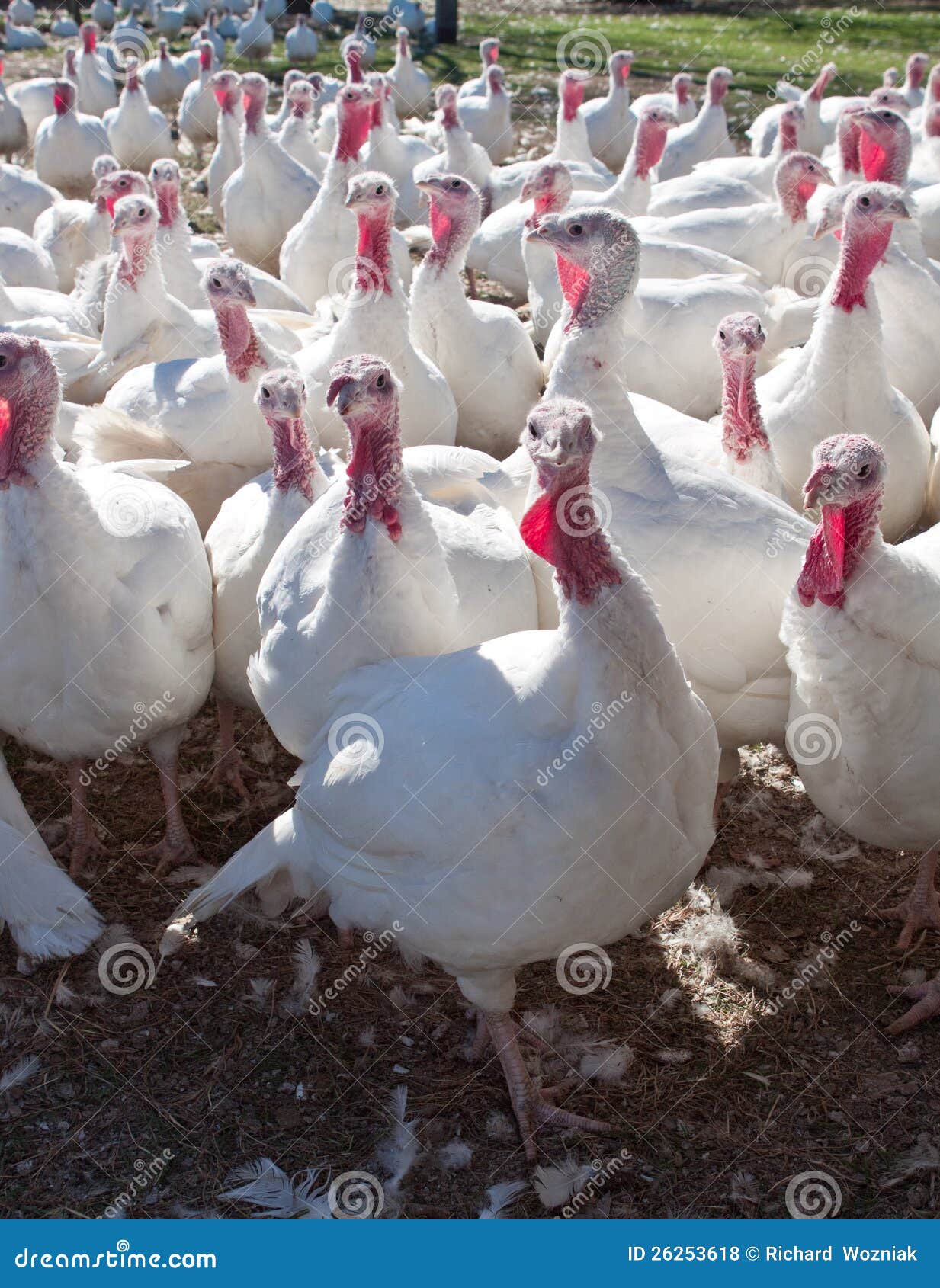 Turkey farm stock photo. Image of white, crest, meat - 26253618