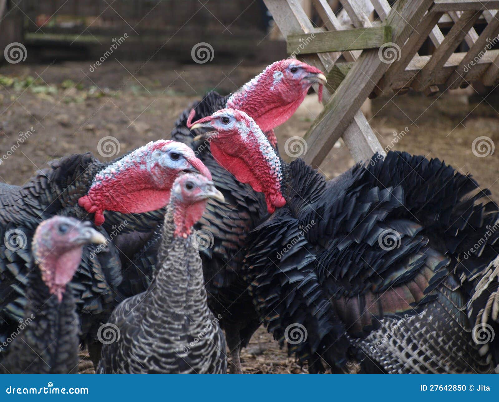 Turkey farm stock photo. Image of farm, colorful, wildlife - 27642850
