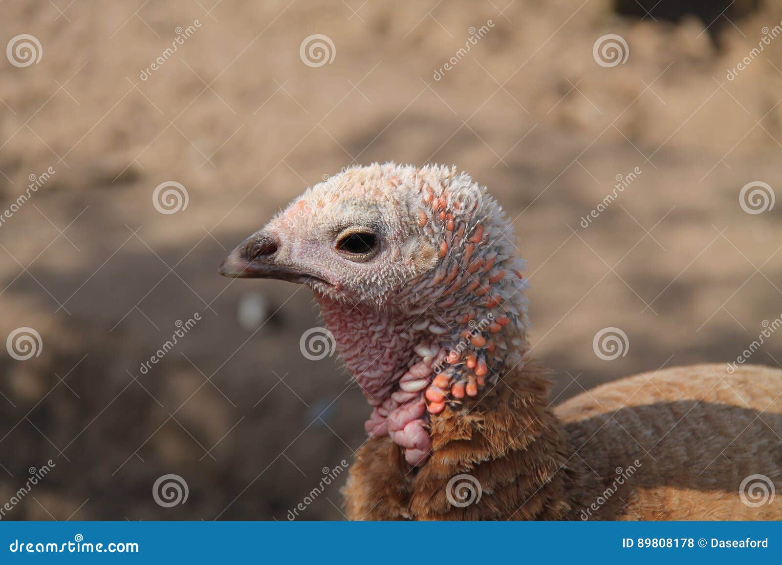 Turkey Farm Bird. stock photo. Image of plumage, outdoors - 89808178