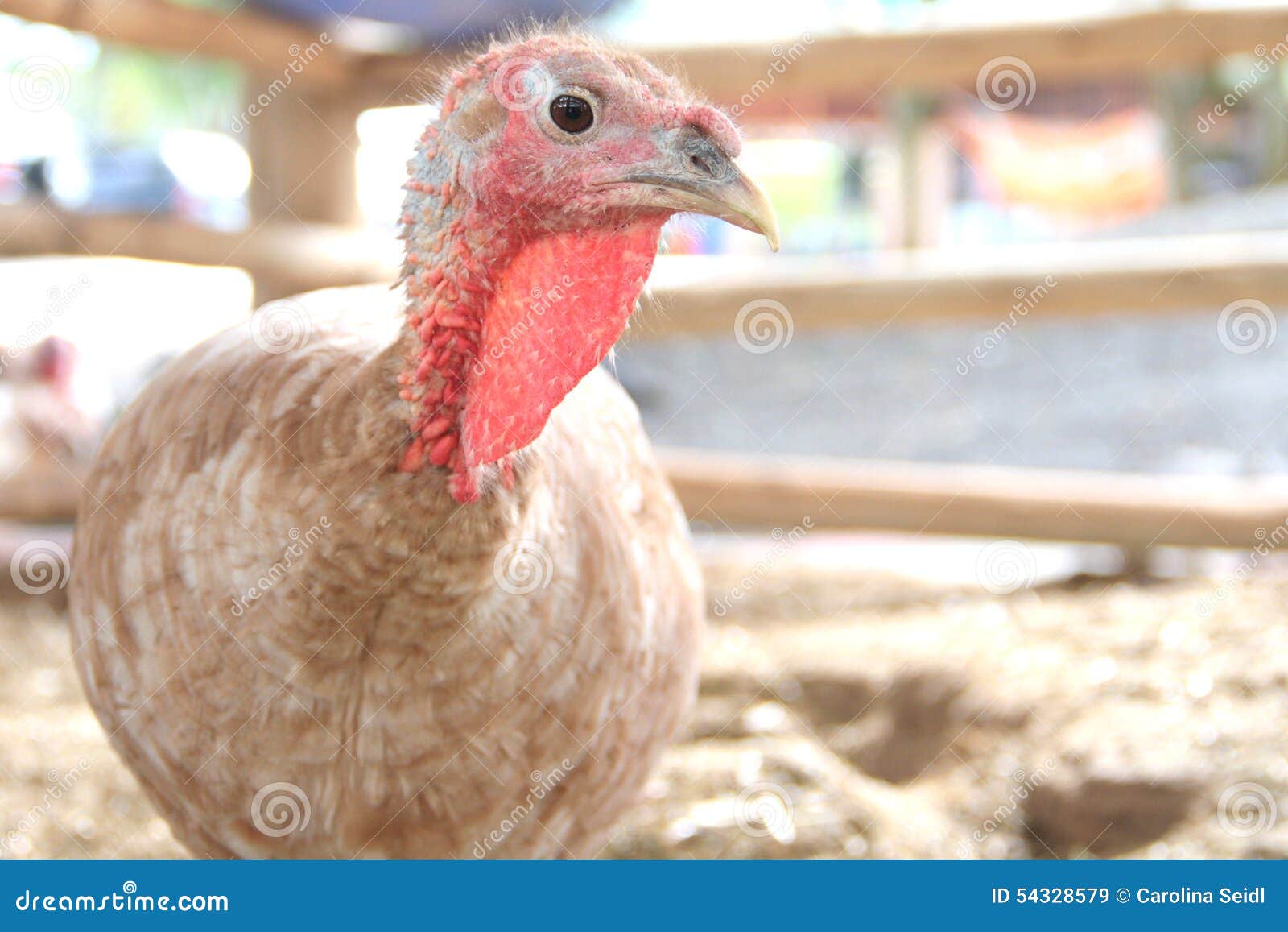 Turkey stock image. Image of brazil, beak, turkey, farm - 54328579
