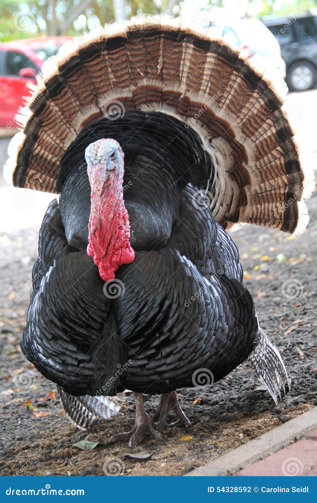 Turkey stock photo. Image of turkey, brazil, foot, beak - 54328592