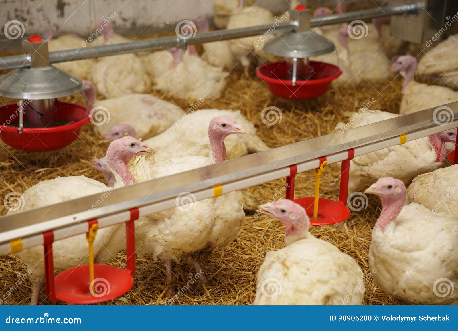 Turkey on a Farm , Breeding Turkeys. Stock Photo - Image of feed ...