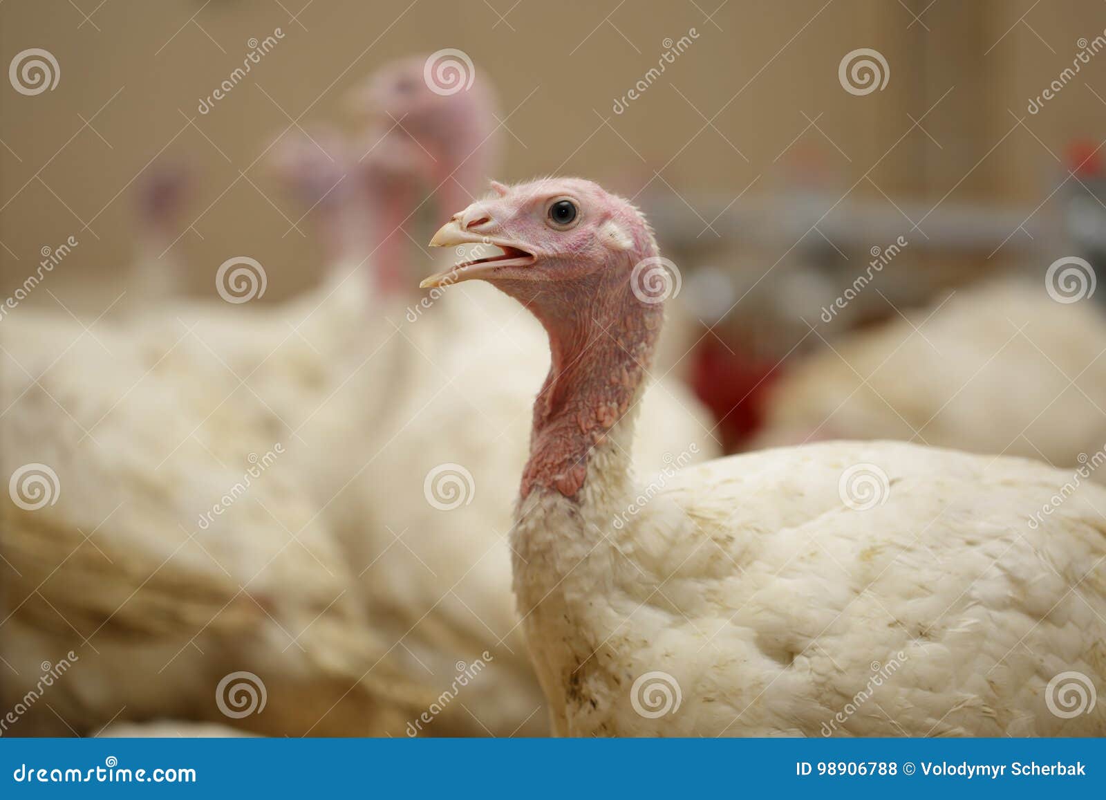Turkey on a Farm , Breeding Turkey Stock Photo - Image of avian, food ...
