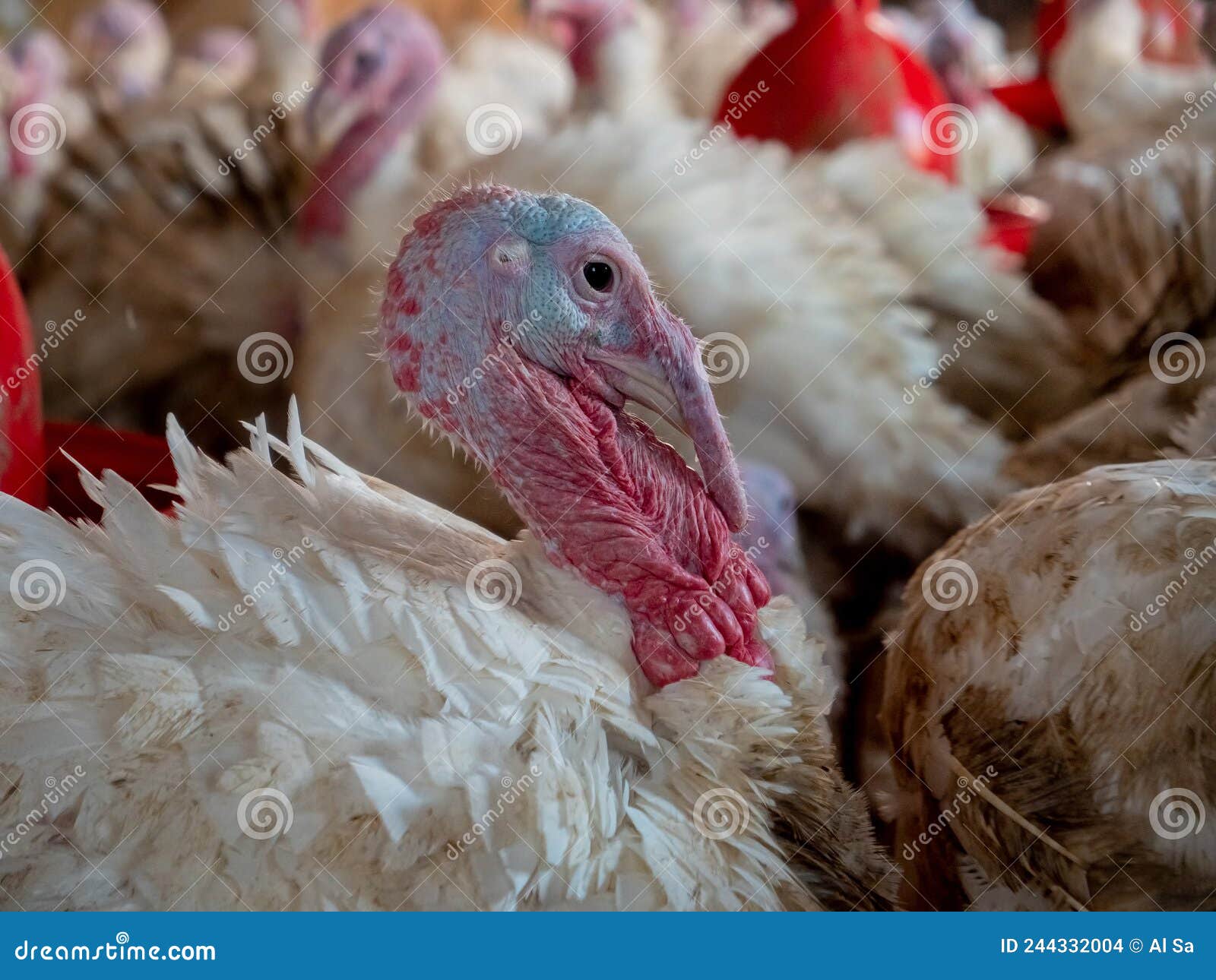 Turkey on a Farm, Breeding Turkeys. Poultry Farming . Stock Photo ...