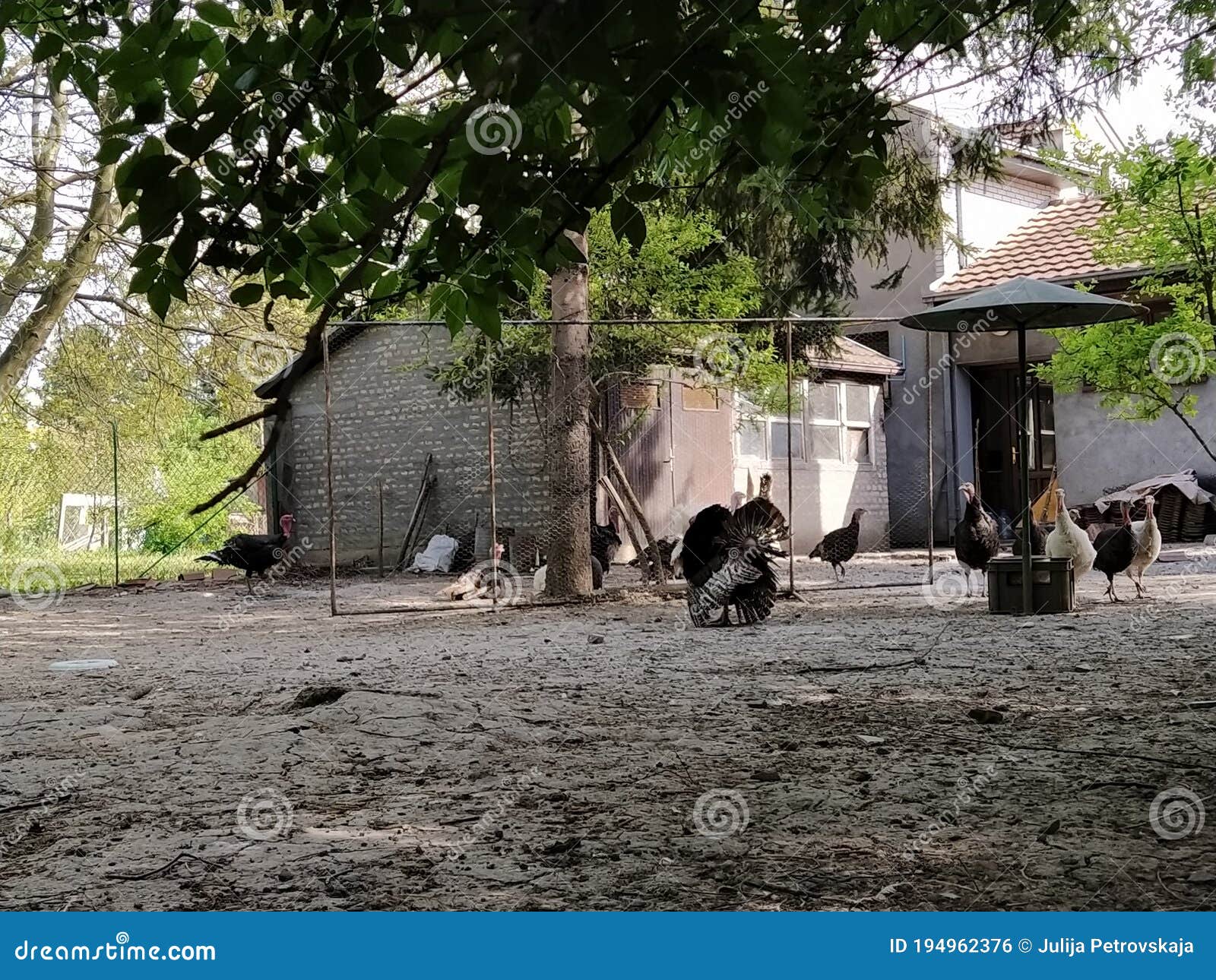 Turkey Farm. Free-range Turkeys in a Rural Poultry Yard Stock Photo ...