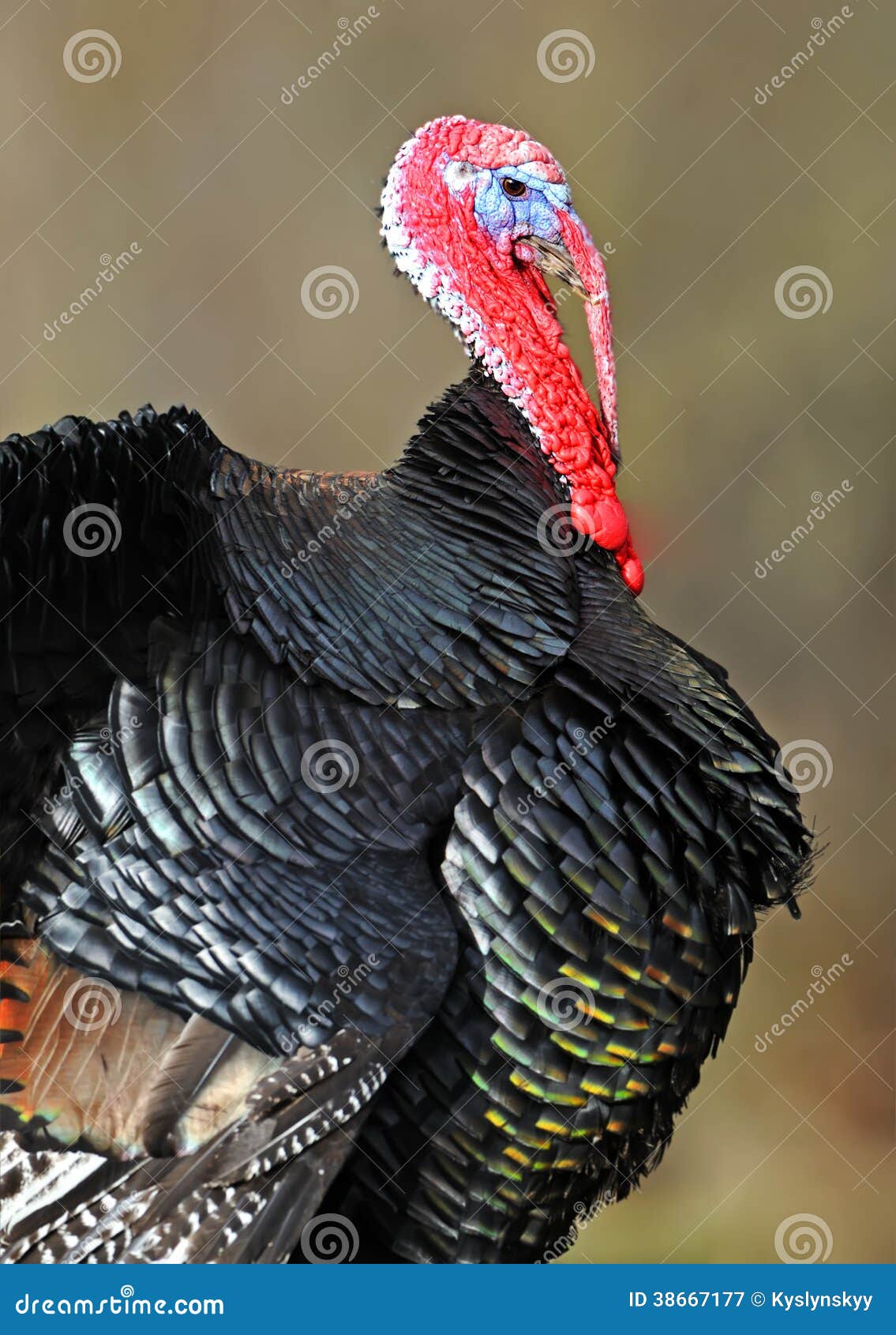 Turkey stock image. Image of birds, poultry, growing - 38667177