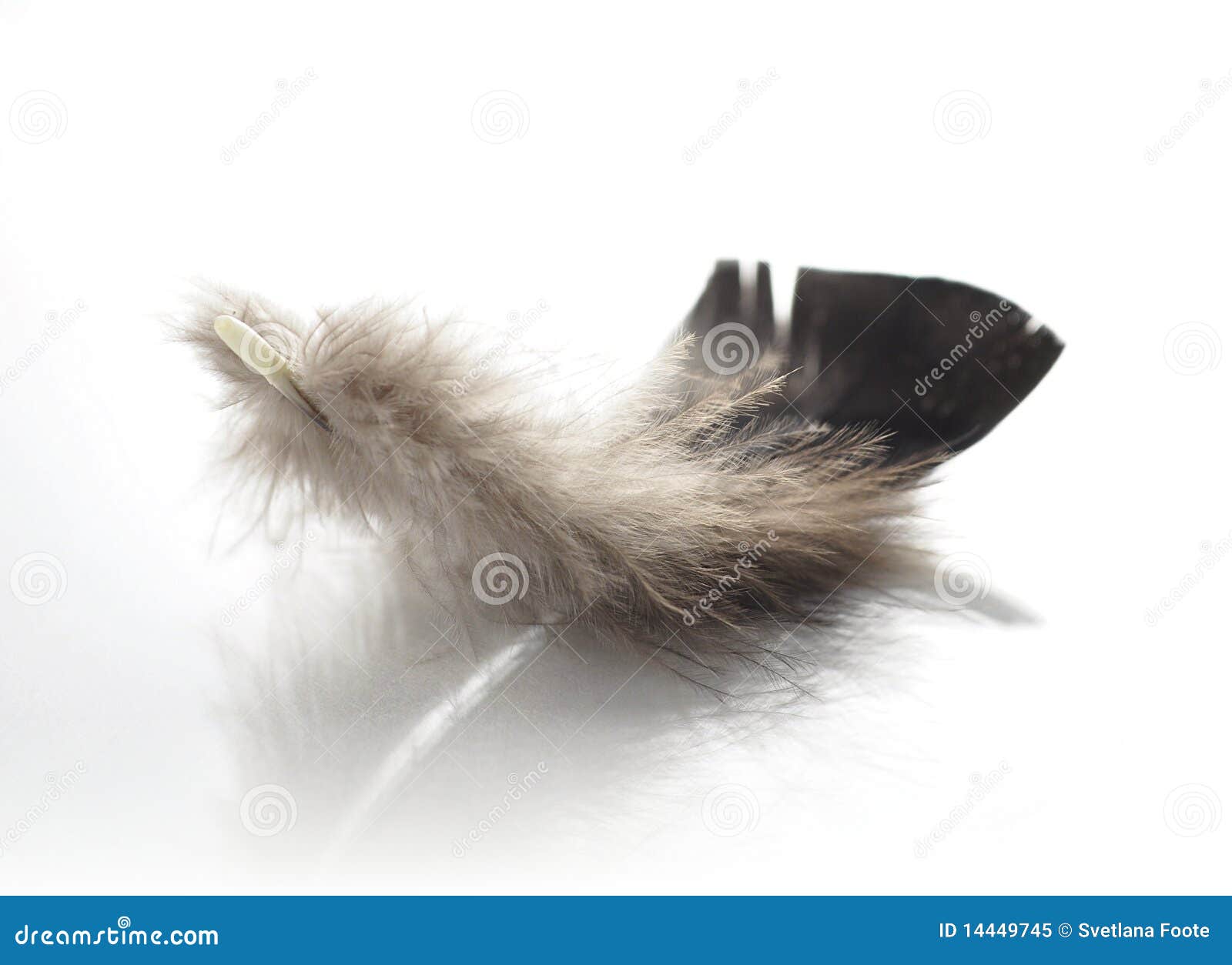 Turkey feather stock image. Image of detail, avian, light - 14449745