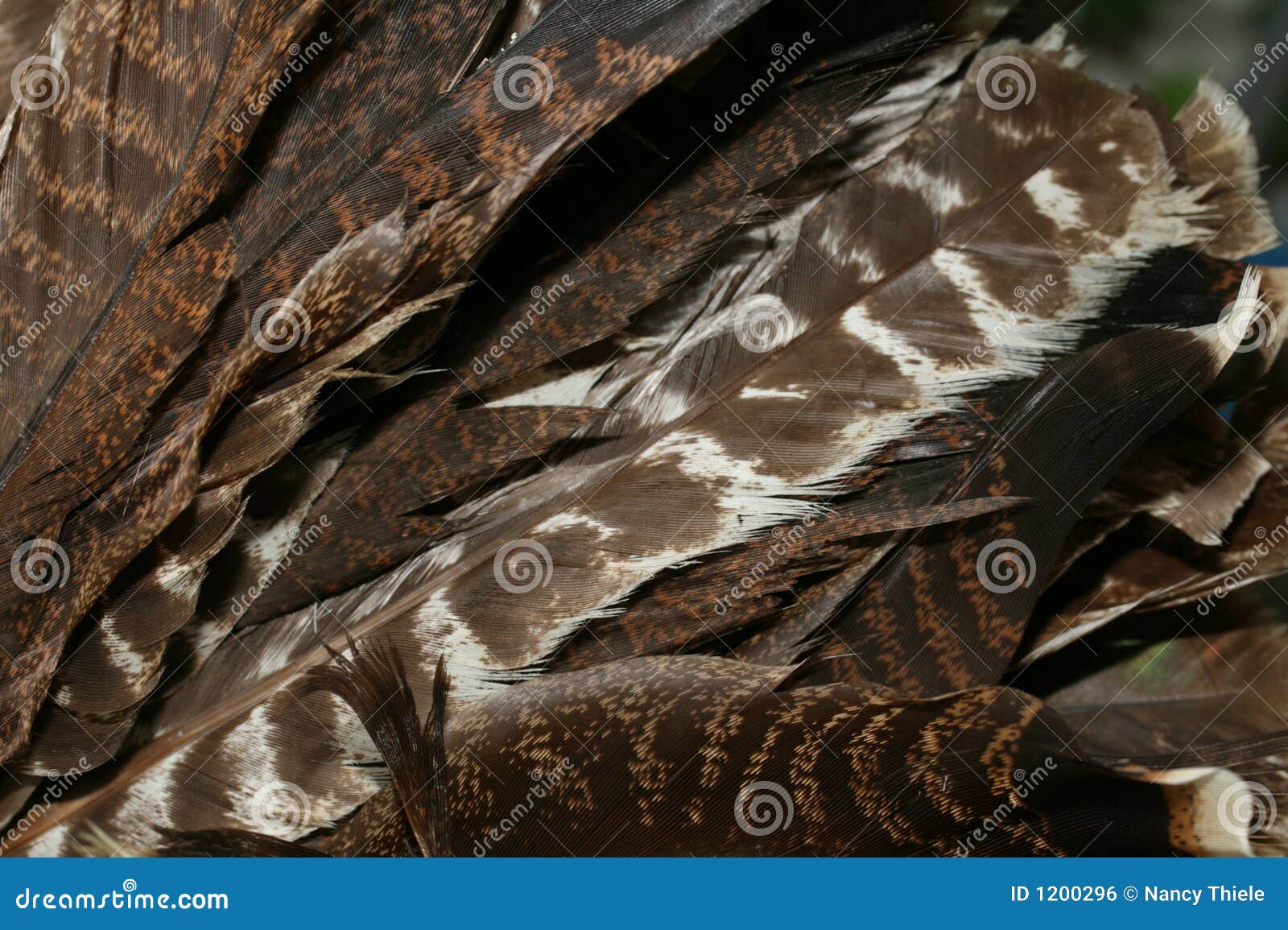 Turkey feathers stock photo. Image of feast, feather, indian - 1200296