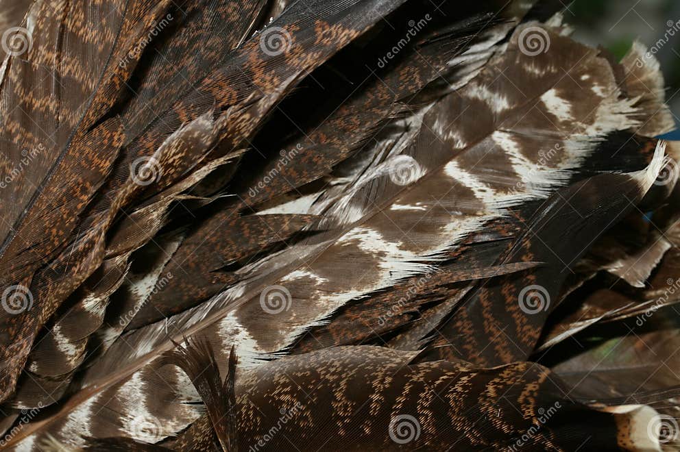 Turkey feathers stock photo. Image of feast, feather, indian - 1200296