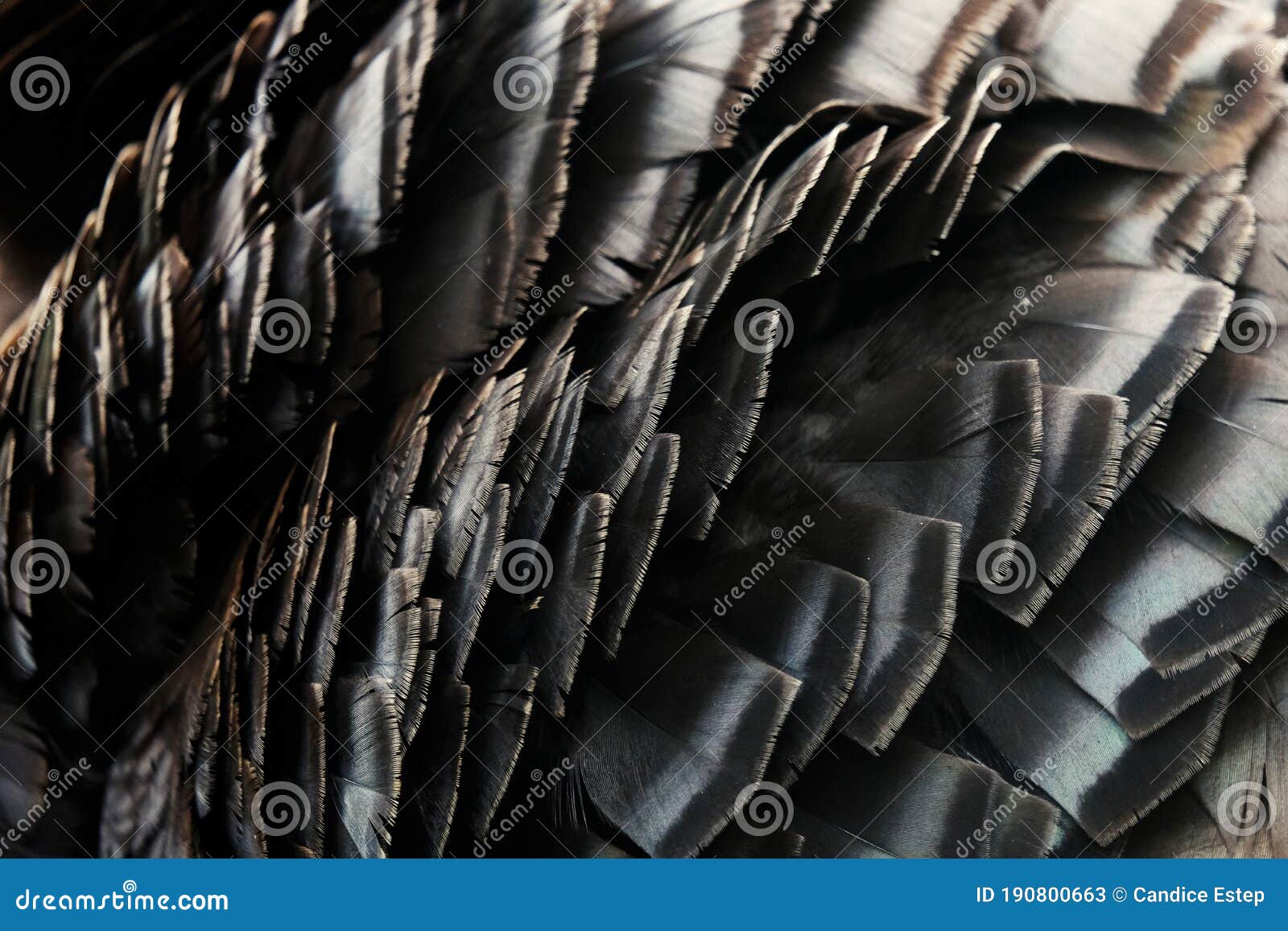 Turkey feathers close up stock image. Image of texture - 190800663