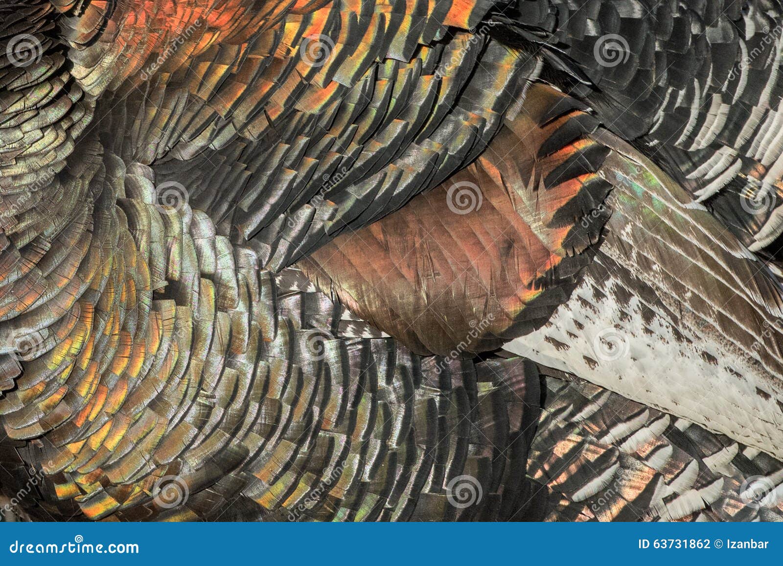 Turkey Feathers Rainbow Metallic Background Stock Photo - Image of ...