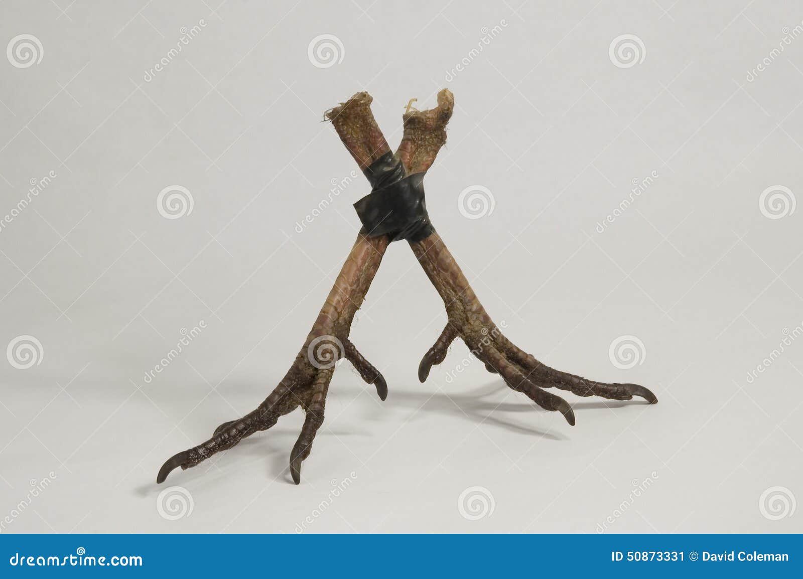 Turkey feet stock image. Image of toes, trophy, feet - 50873331