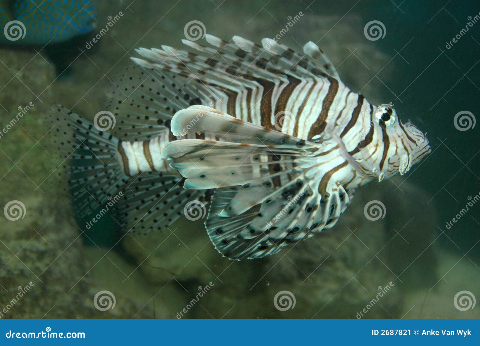 Turkey Fish stock image. Image of exotical, fins, indian - 2687821