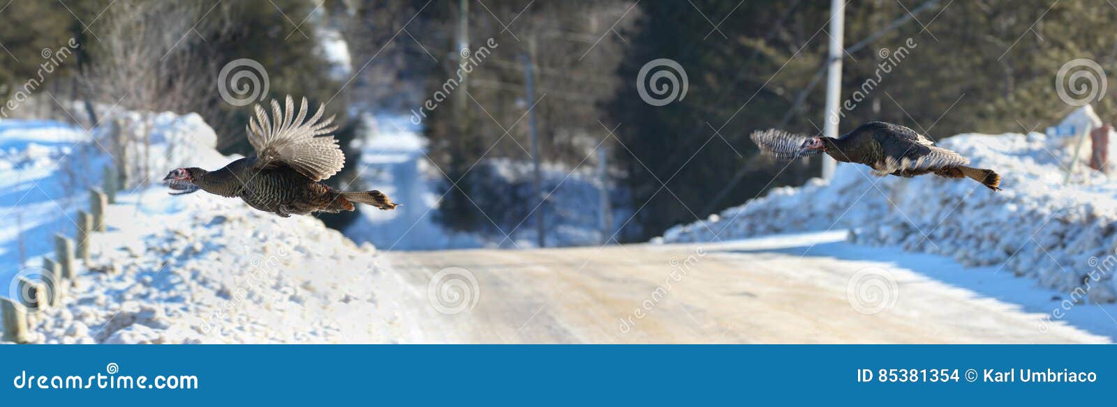 Turkey flying stock photo. Image of bird, animal, road - 85381354