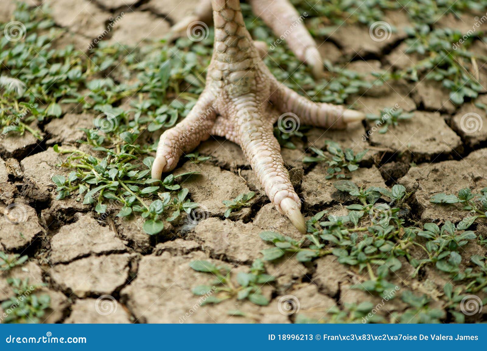 Turkey foot and claws stock image. Image of poultry, turkey - 18996213