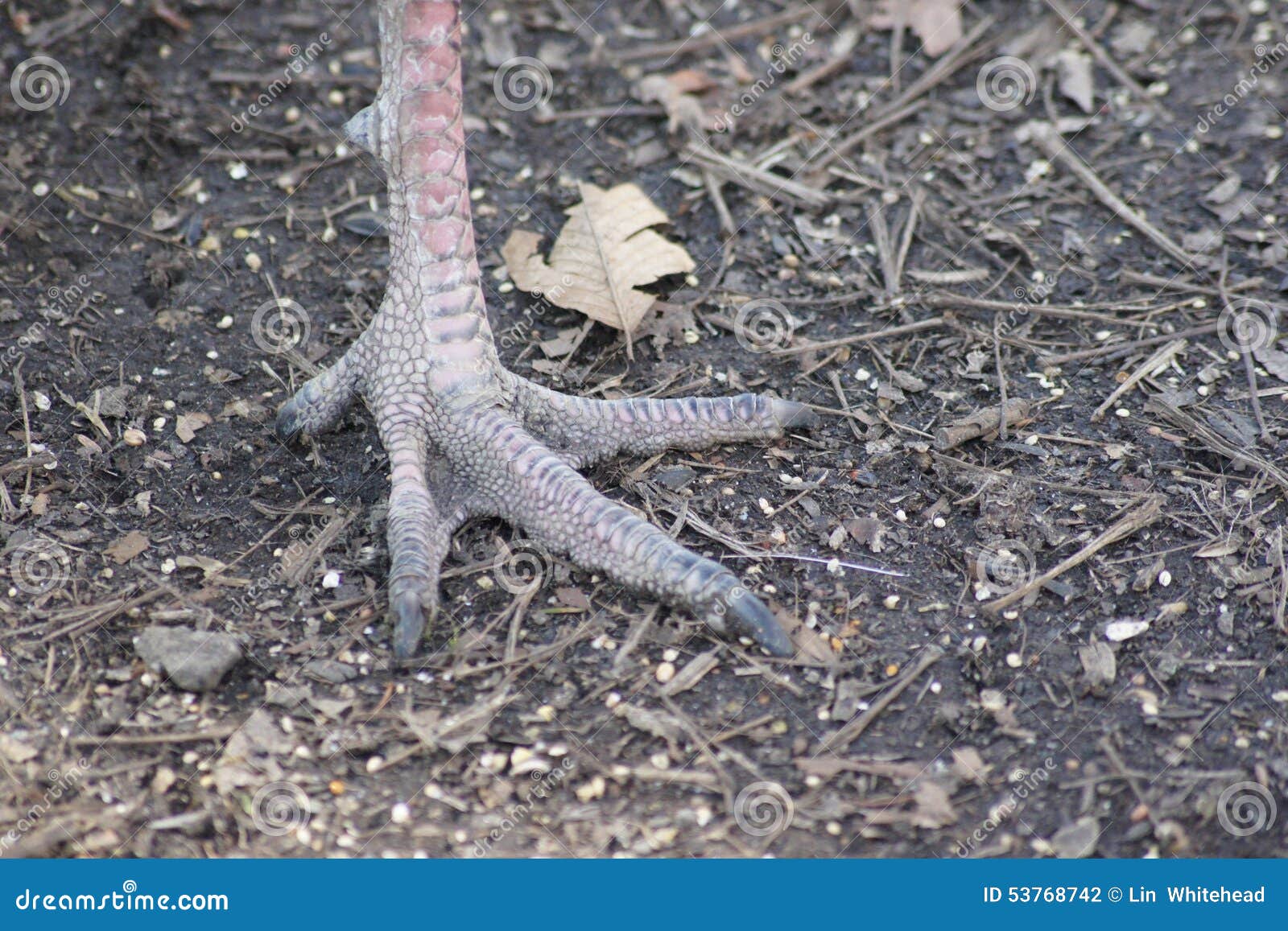 Turkey Foot stock photo. Image of nature, single, turkey - 53768742