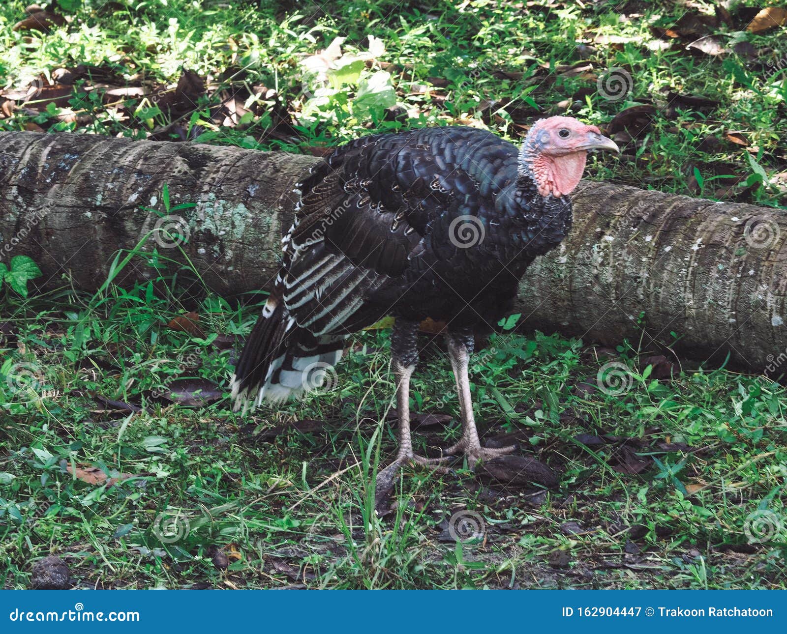 Turkey in the forest stock image. Image of poultry, bird - 162904447