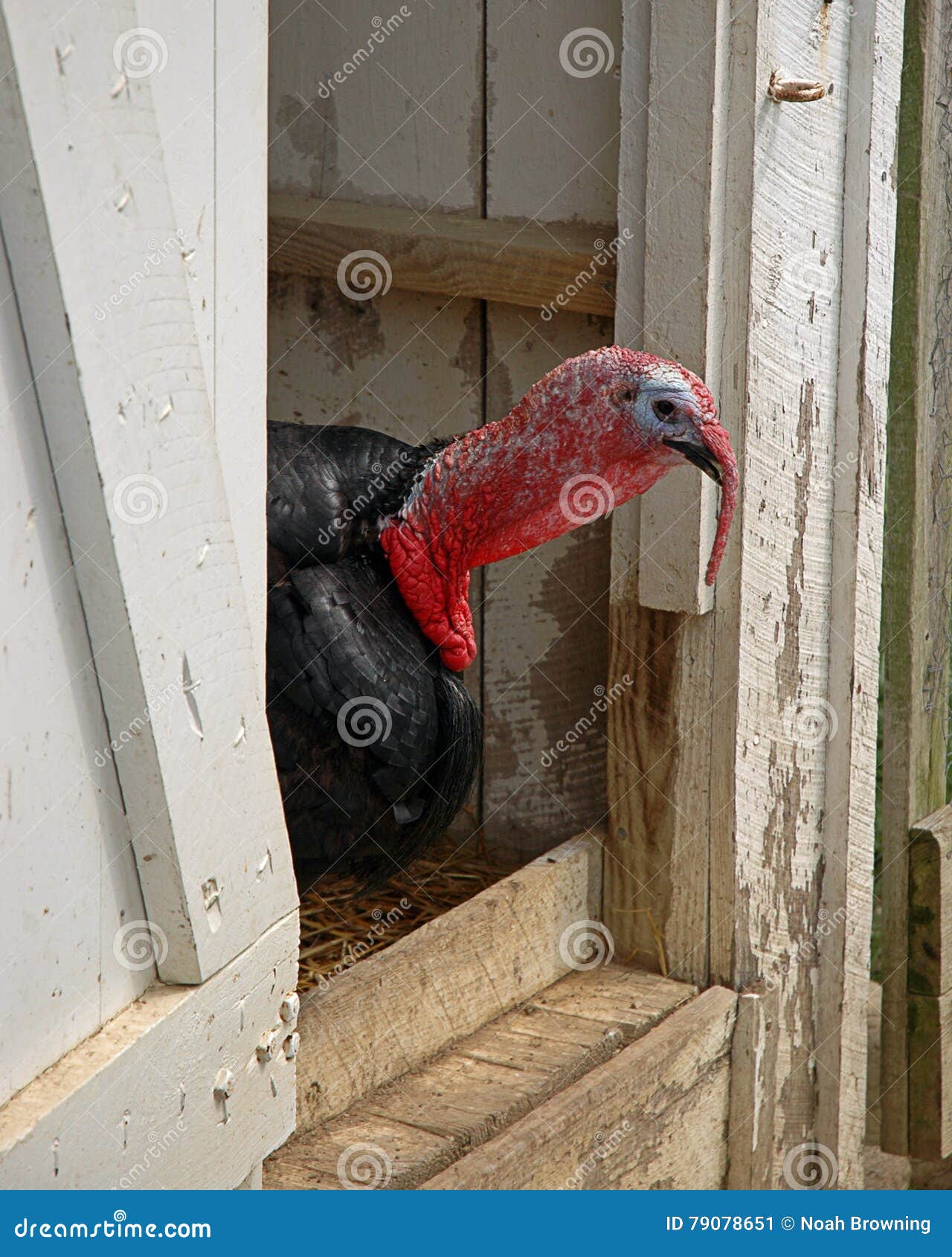 Turkey stock image. Image of turkey, thanksgiving, head - 79078651
