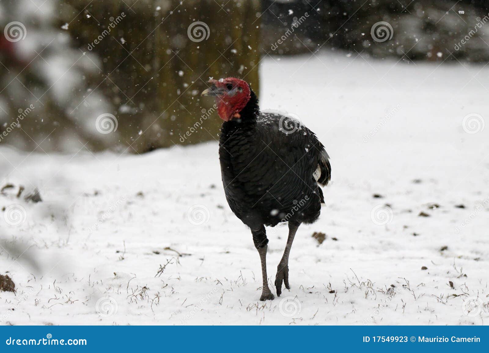 Turkey go to snow stock image. Image of poultry, outdoors - 17549923