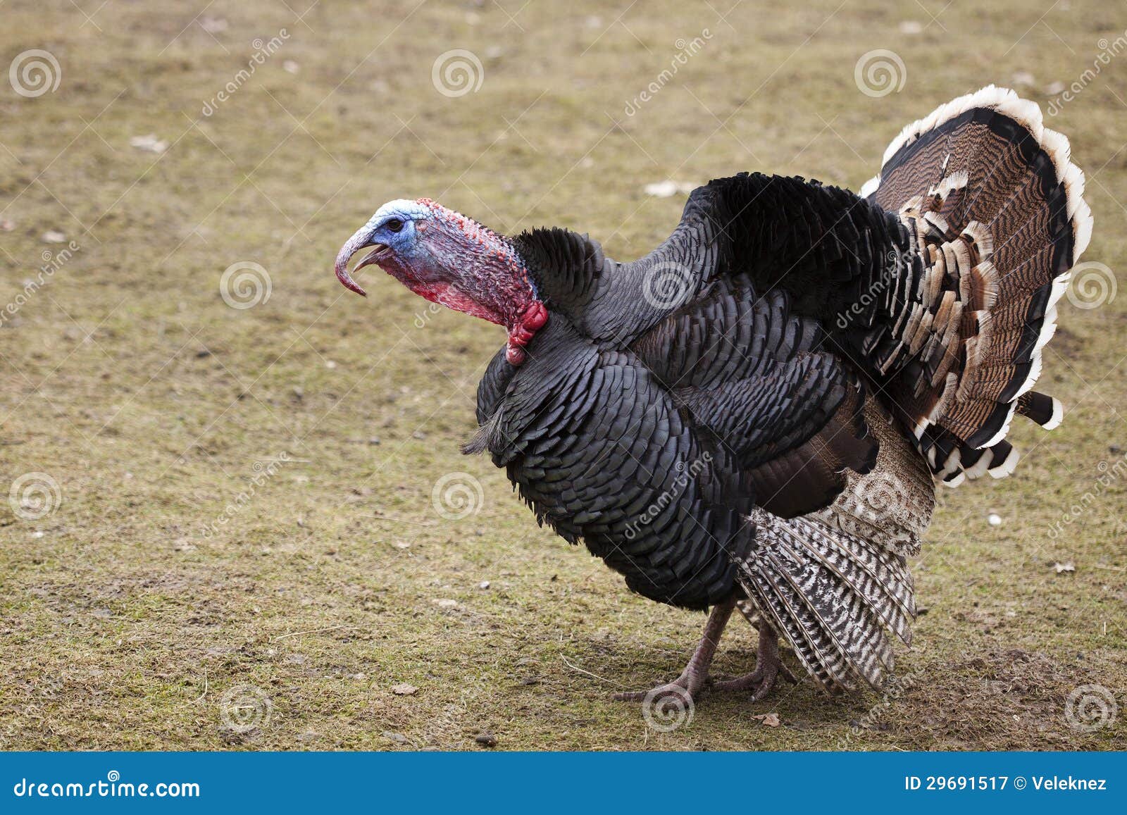 Turkey gobbles stock image. Image of white, meat, food - 29691517