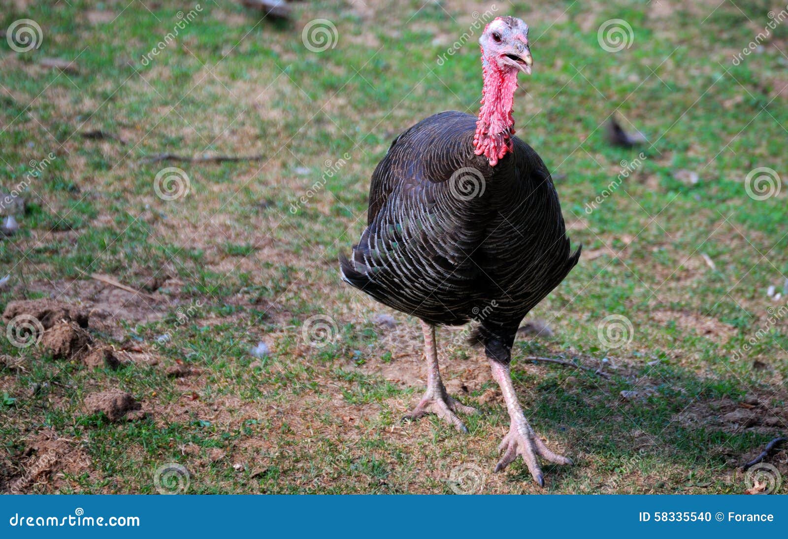 Turkey Going Forward stock photo. Image of isolated, avian - 58335540