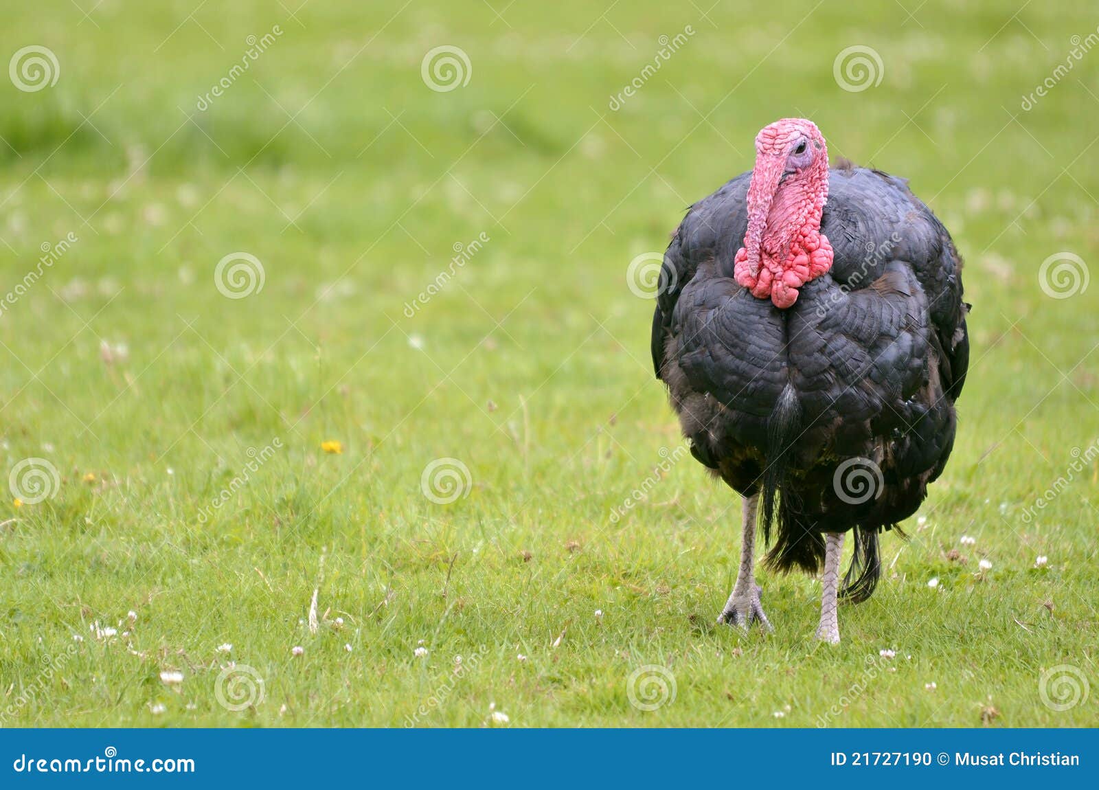 Turkey on grass stock photo. Image of domesticated, prairie - 21727190