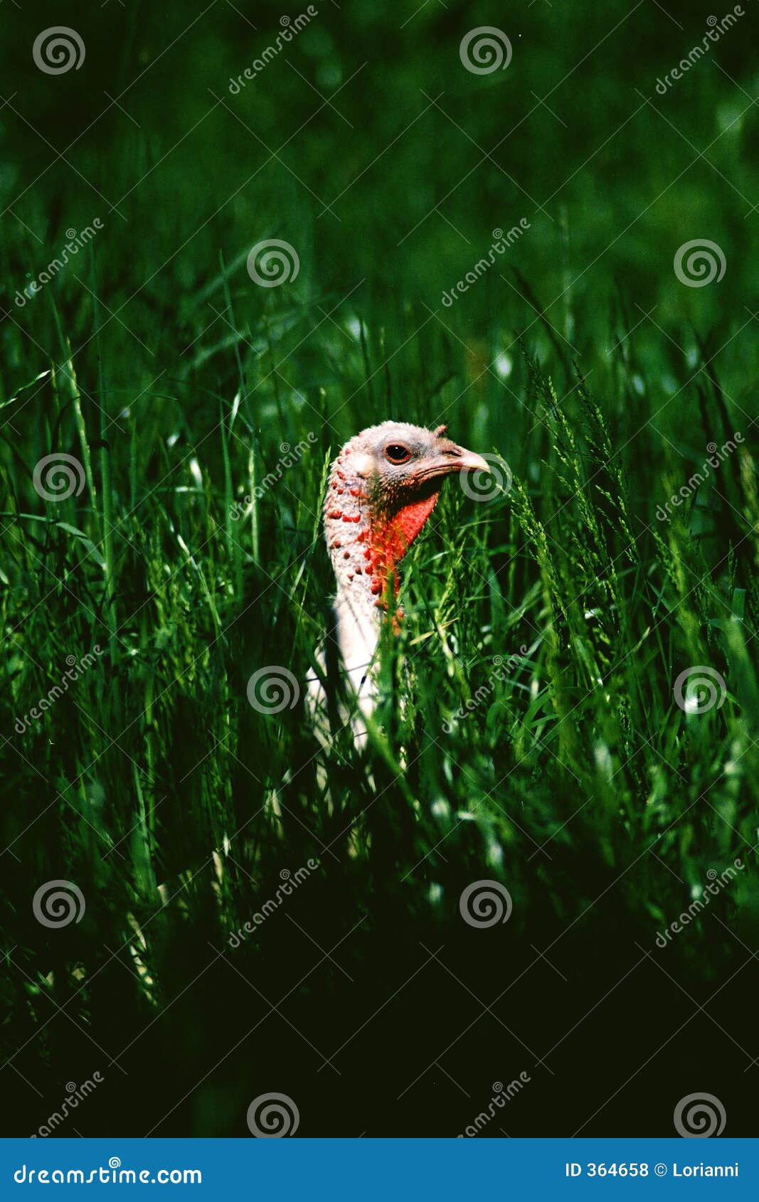Turkey in grass stock photo. Image of nature, grass, animal - 364658