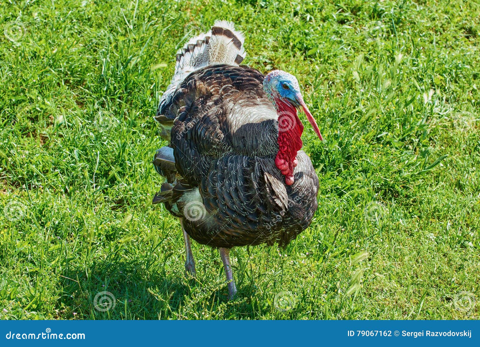 Turkey on Grass stock photo. Image of plat, plot, feathered - 79067162