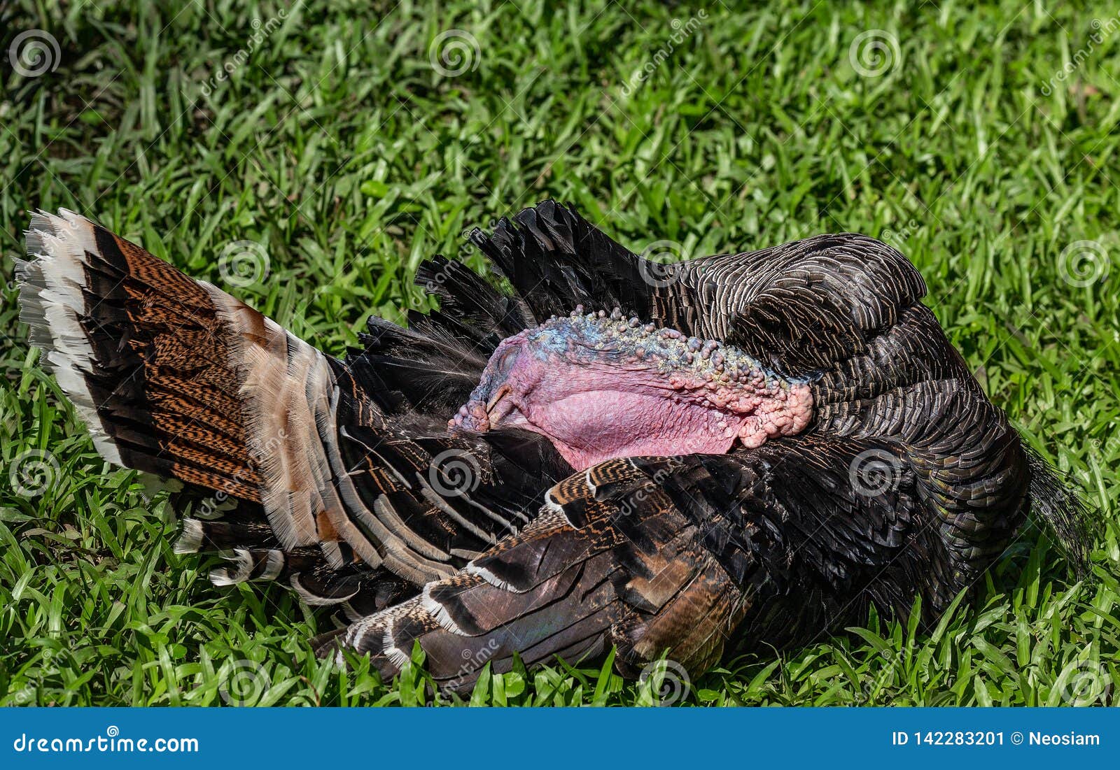 Turkey on grass stock image. Image of themes, feet, cockerel - 142283201