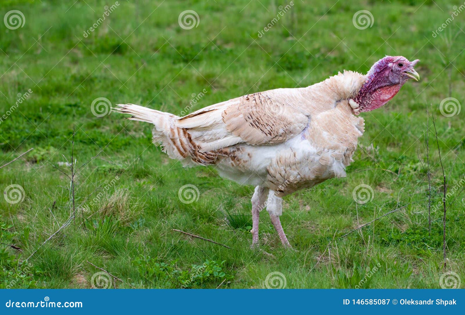 Turkey in the Grass. Domestic Bird Stock Image - Image of jake, bird ...