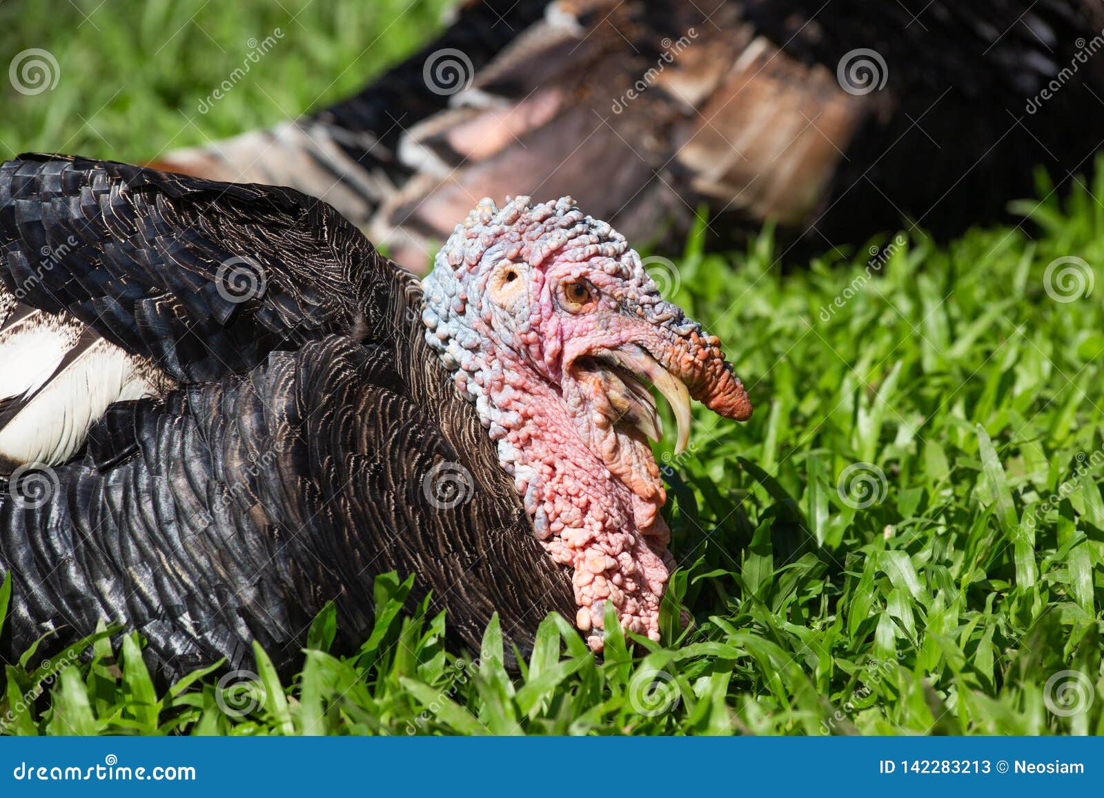 Turkey on grass stock image. Image of animal, themes - 142283213
