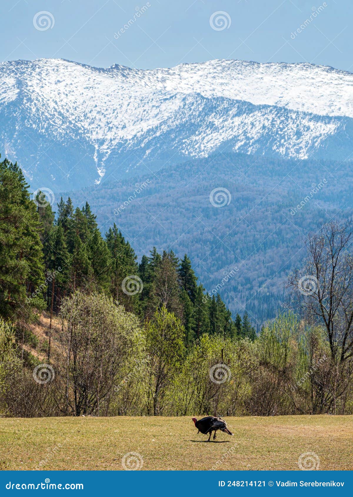 Turkey Grazes on an Montane Grasslands. Summer Day Stock Image - Image ...