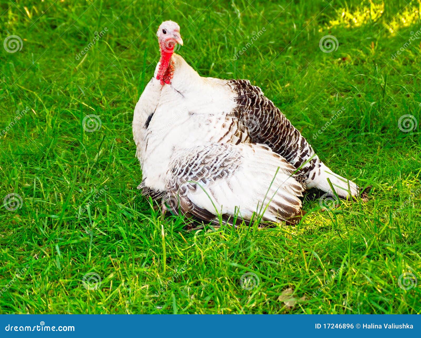 Turkey on green grass stock photo. Image of bird, roost - 17246896