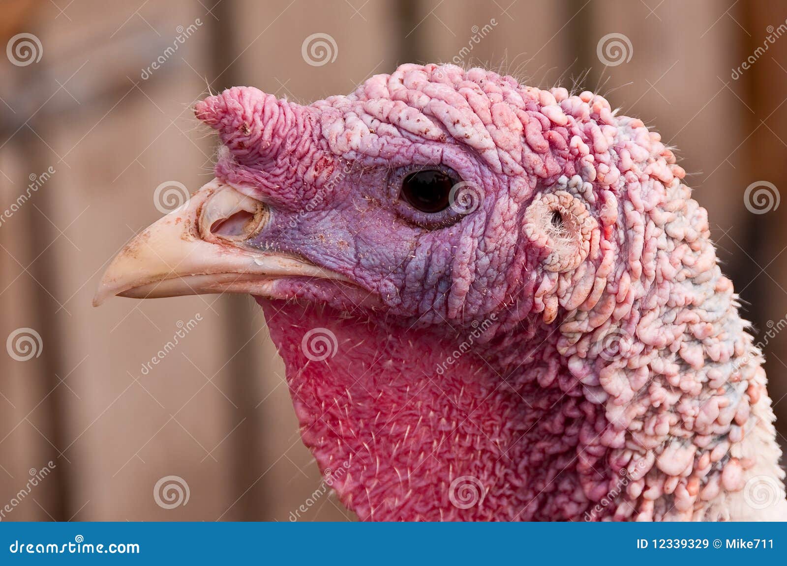 Turkey Head stock image. Image of fowl, large, wild, birds - 12339329