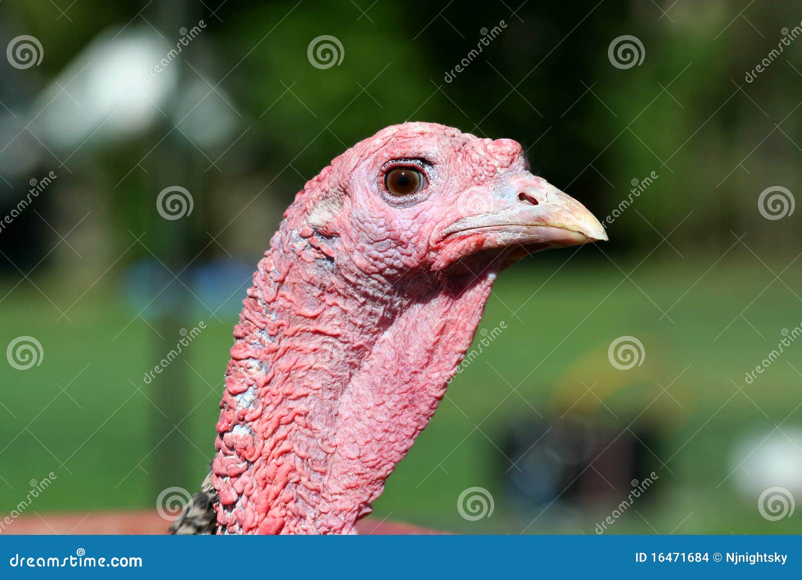Turkey head stock photo. Image of animal, head, close - 16471684