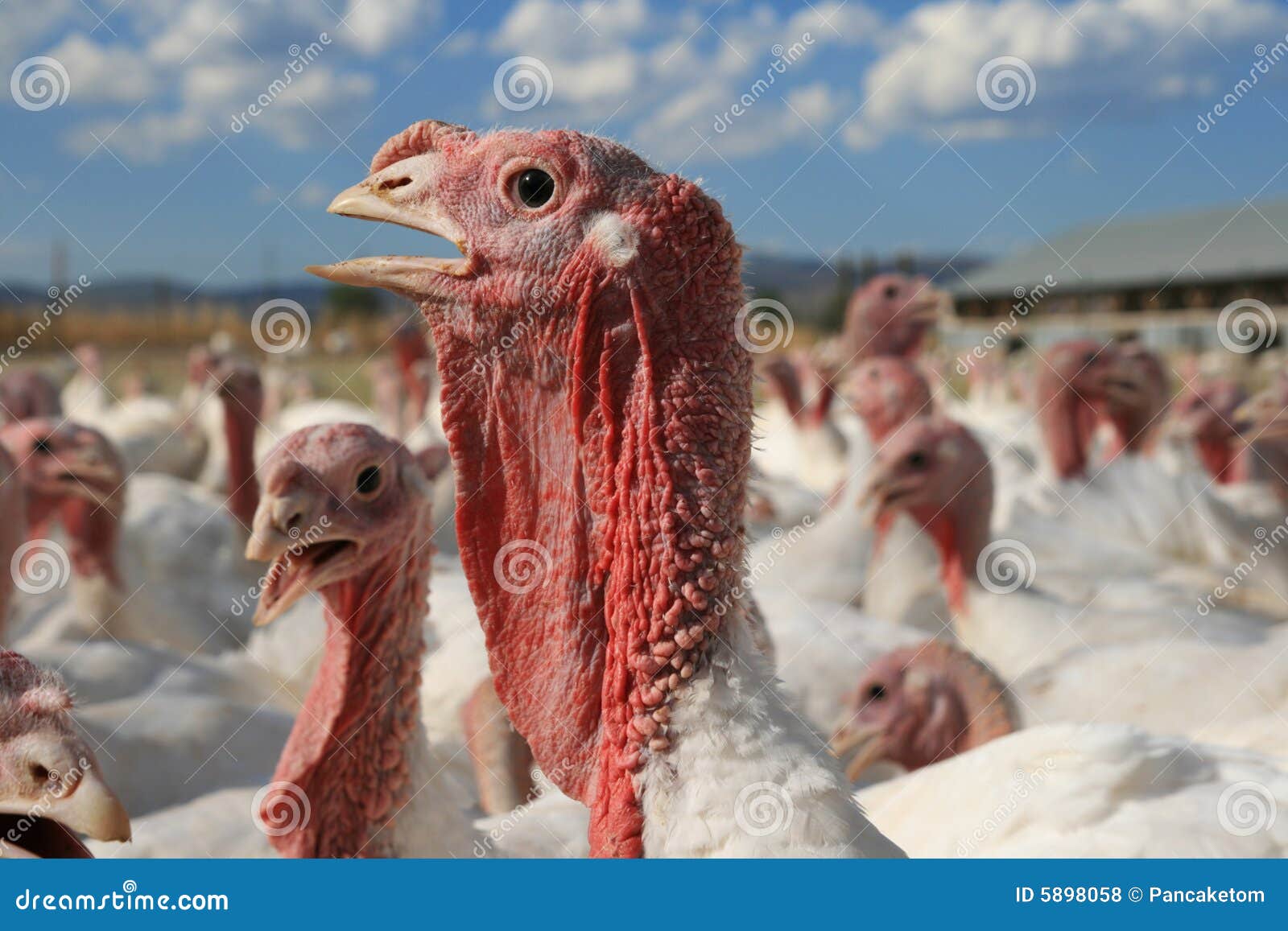 Turkey head stock photo. Image of farm, birds, meleagris - 5898058