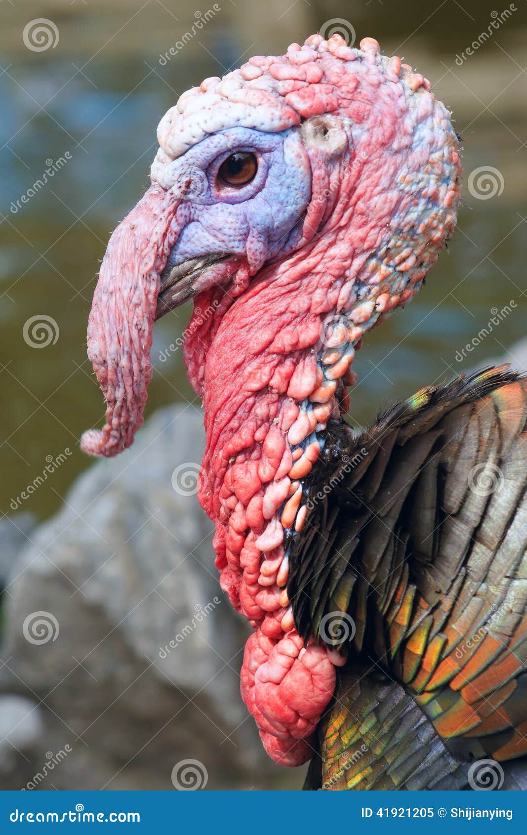 Turkey stock image. Image of birds, animal, bird, gallopavo - 41921205