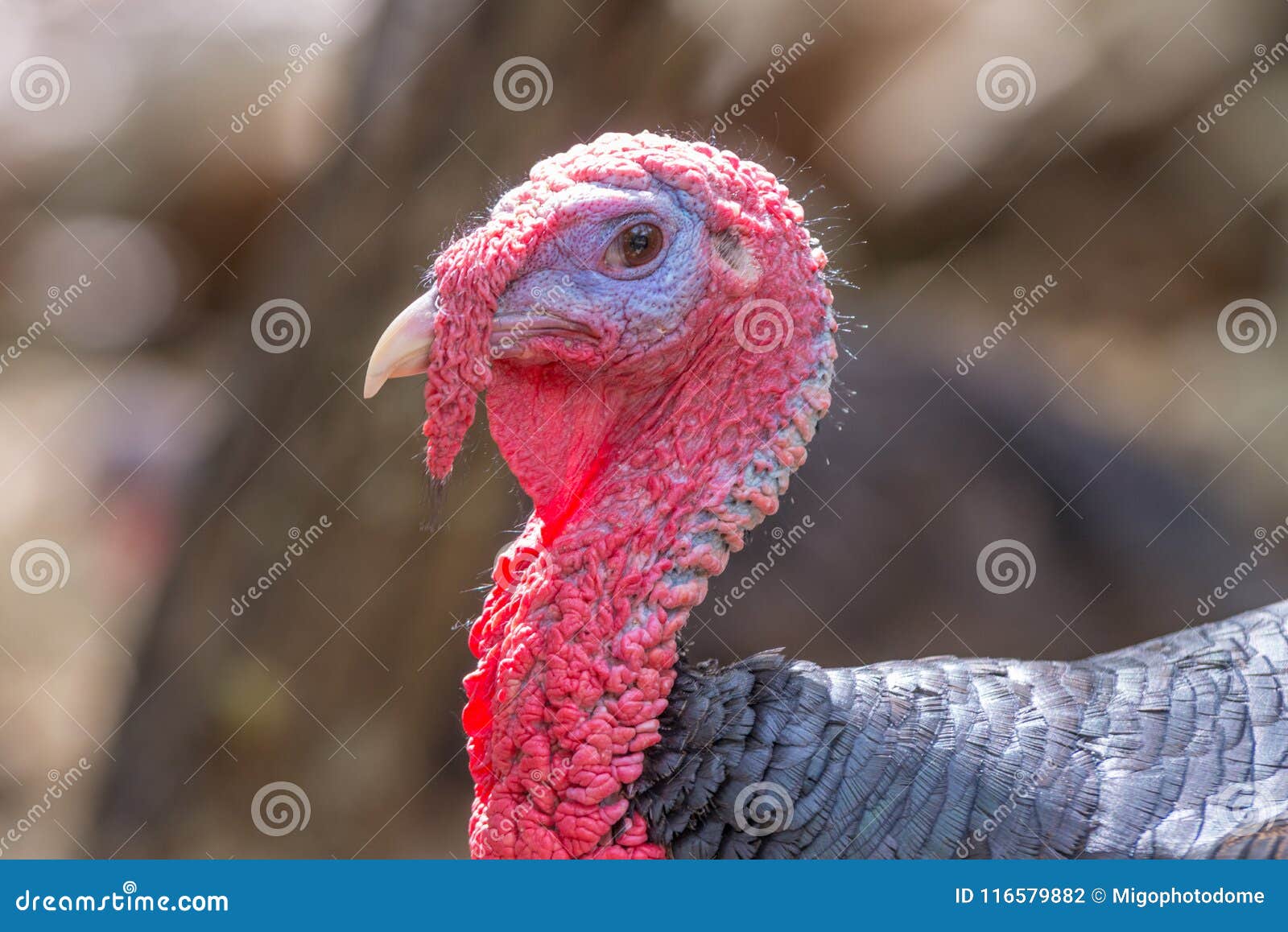 Turkey head close-up stock photo. Image of phasianidae - 116579882